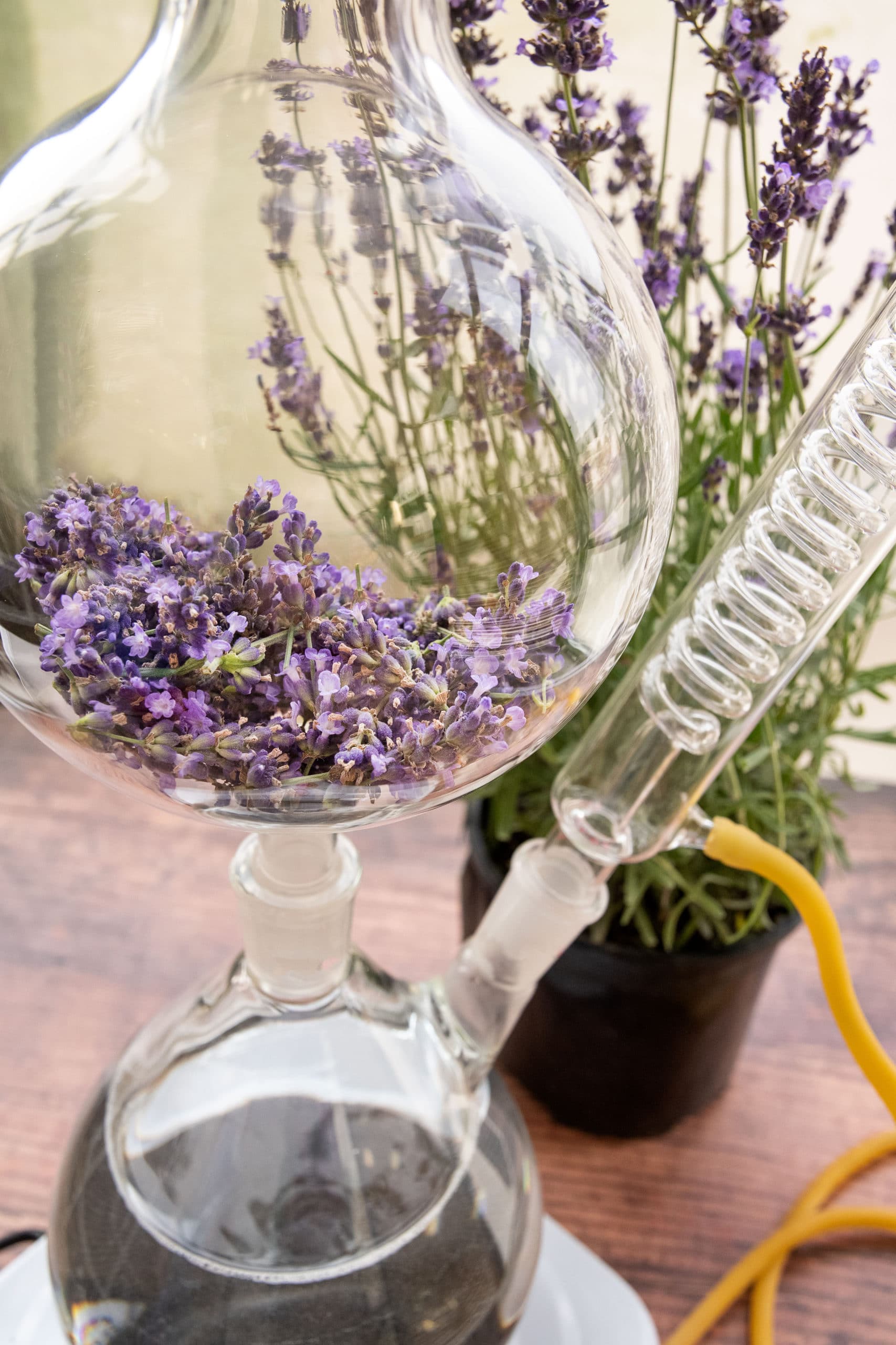 What Are Essential Oils? - Nature's Fusions