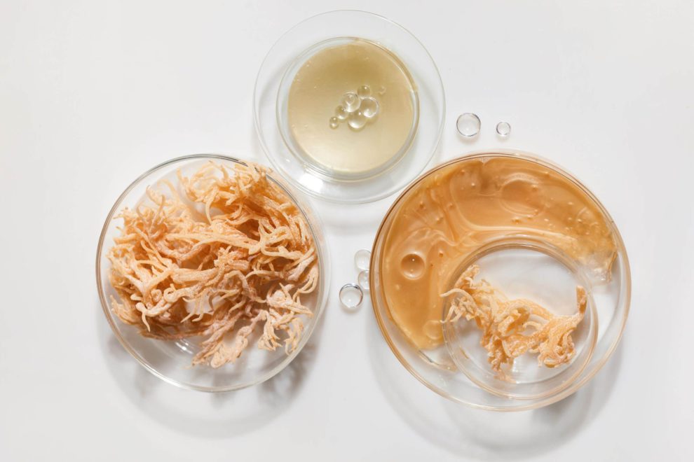 Sea Moss Supplement | Sea Moss Health Benefits | Nature's Fusions